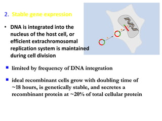 Lecture 8 genetic engineering of animal cells | PPT