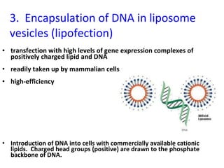 Lecture 8 genetic engineering of animal cells | PPT | Biological ...