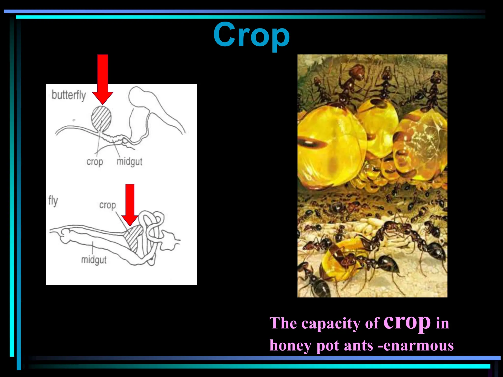 Lecture 8-Insect digestive system, modification, physiology of ...