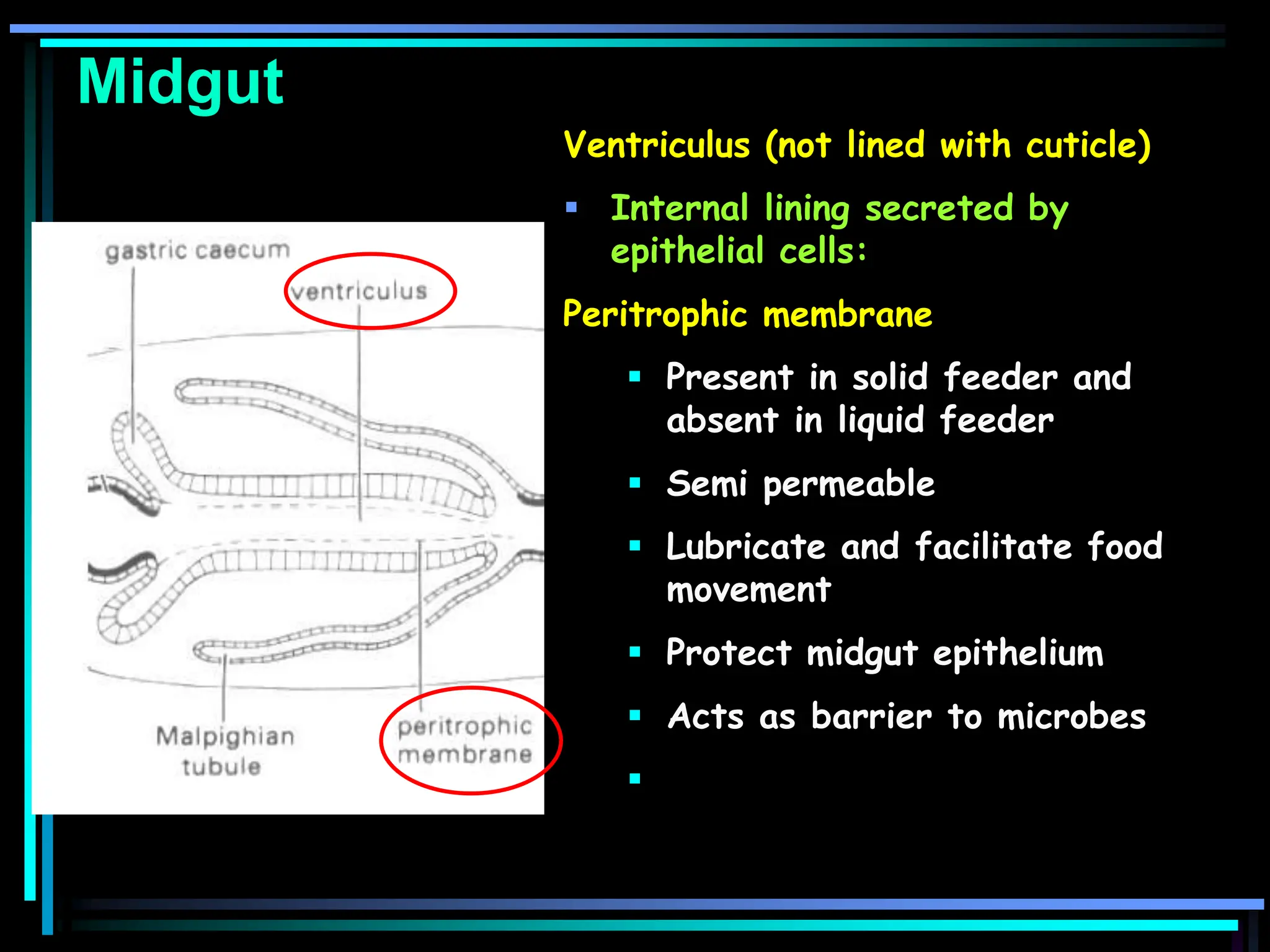 Lecture 8-Insect digestive system, modification, physiology of ...