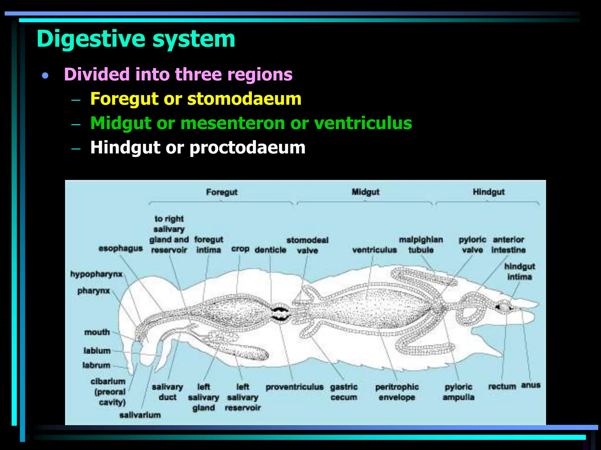 Lecture 8-Insect digestive system, modification, physiology of ...