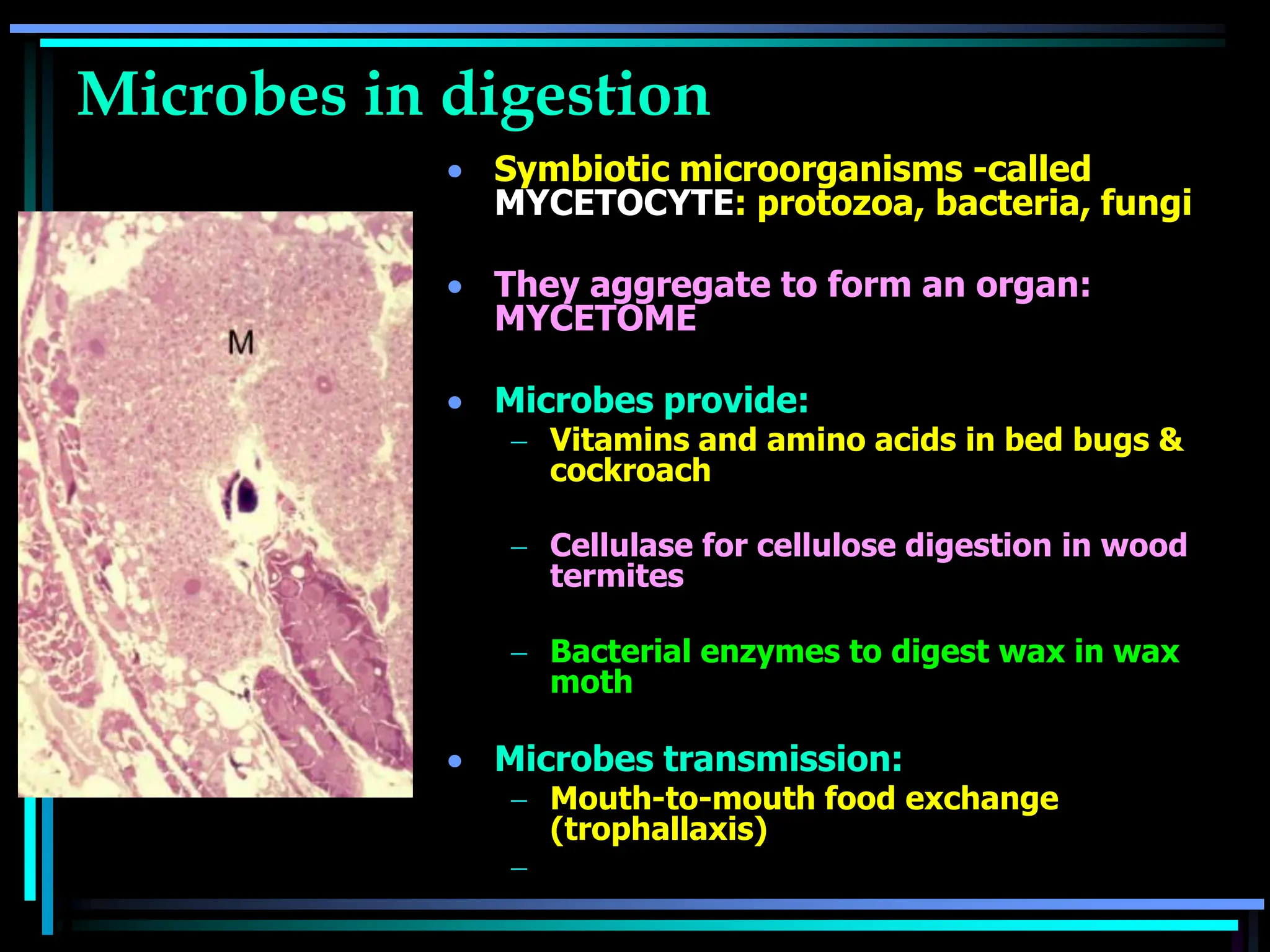 Lecture 8-Insect digestive system, modification, physiology of ...