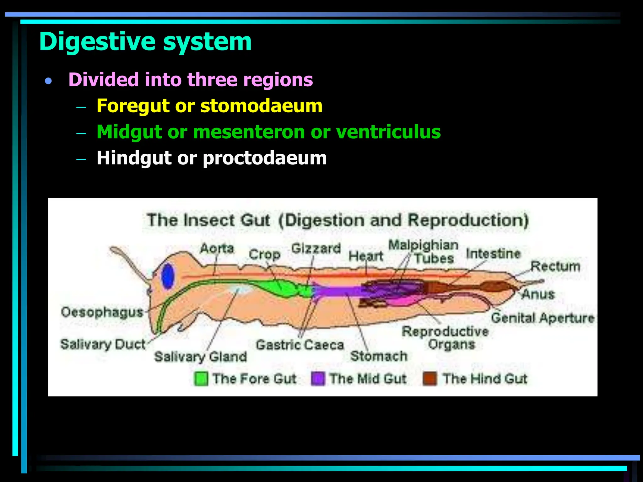 Lecture 8-Insect digestive system, modification, physiology of ...