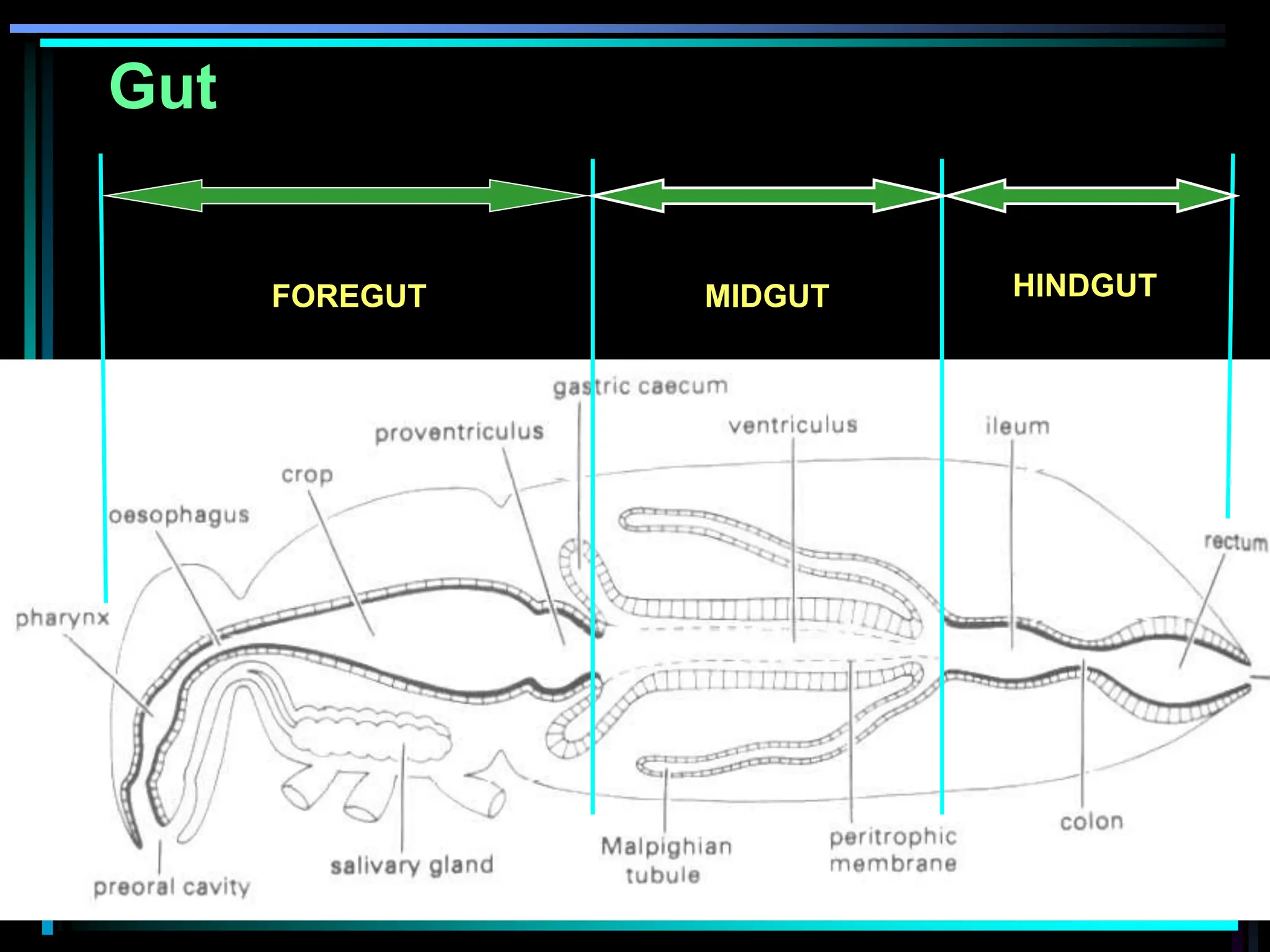 Lecture 8-Insect digestive system, modification, physiology of ...