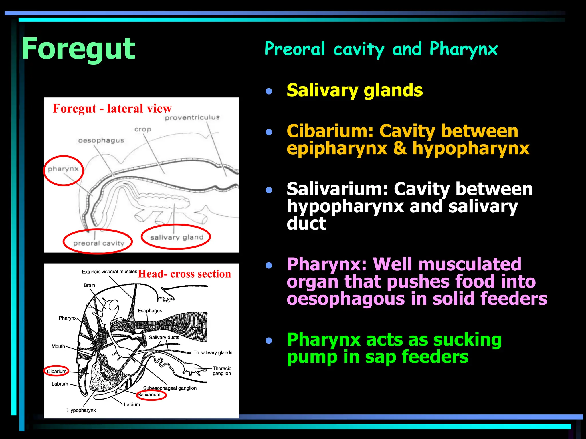Lecture 8-Insect digestive system, modification, physiology of ...