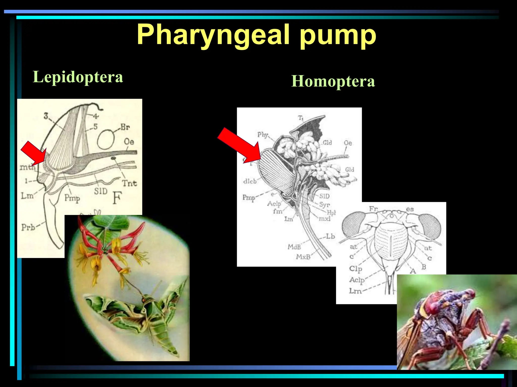 Lecture 8-Insect digestive system, modification, physiology of ...
