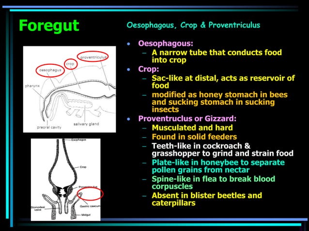 Lecture 8-Insect digestive system, modification, physiology of ...