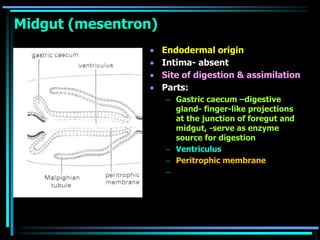Lecture 8-Insect digestive system, modification, physiology of ...