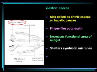 Lecture 8-Insect digestive system, modification, physiology of ...