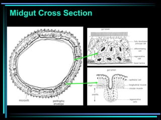 Lecture 8-Insect digestive system, modification, physiology of ...