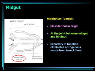 Lecture 8-Insect digestive system, modification, physiology of ...