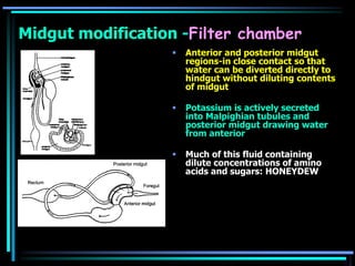 Lecture 8-Insect digestive system, modification, physiology of ...