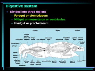 Lecture 8-Insect digestive system, modification, physiology of ...