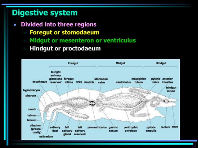 Lecture 8-Insect digestive system, modification, physiology of ...