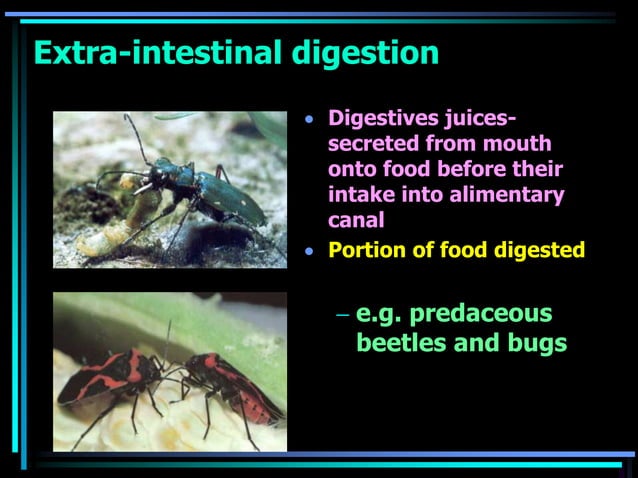 Lecture 8-Insect digestive system, modification, physiology of ...