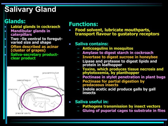 Lecture 8-Insect digestive system, modification, physiology of ...