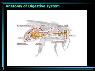 Lecture 8-Insect digestive system, modification, physiology of ...