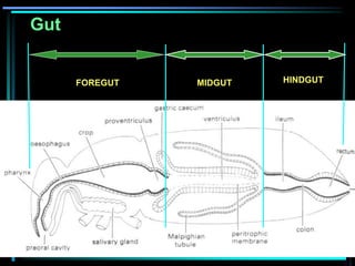Lecture 8-Insect digestive system, modification, physiology of ...