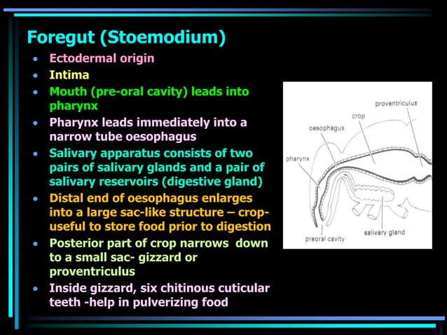 Lecture 8-Insect digestive system, modification, physiology of ...