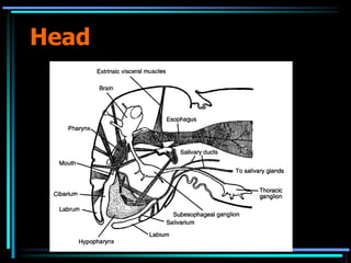 Lecture 8-Insect digestive system, modification, physiology of ...