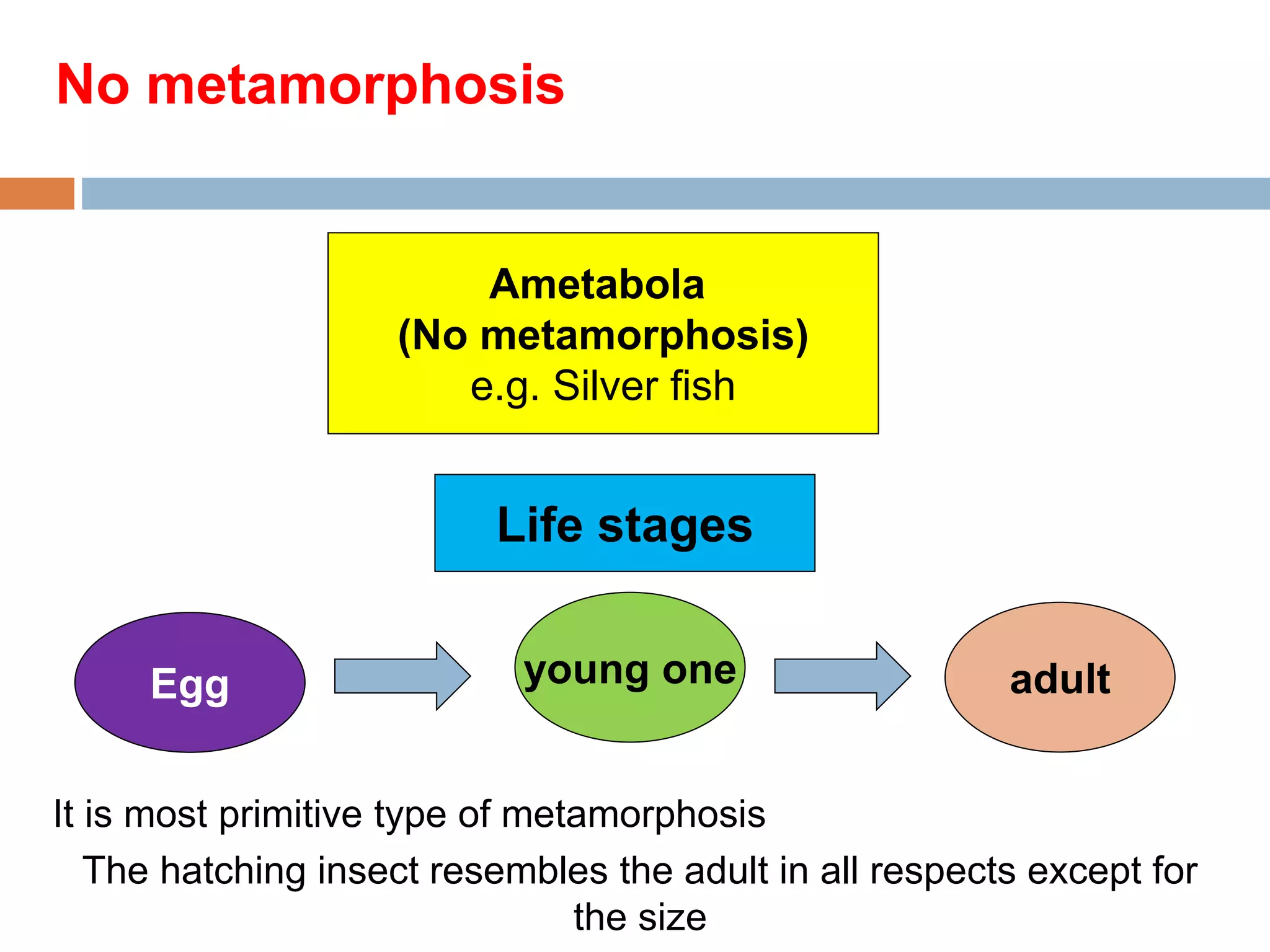 Insect metamorphosis | PPTX