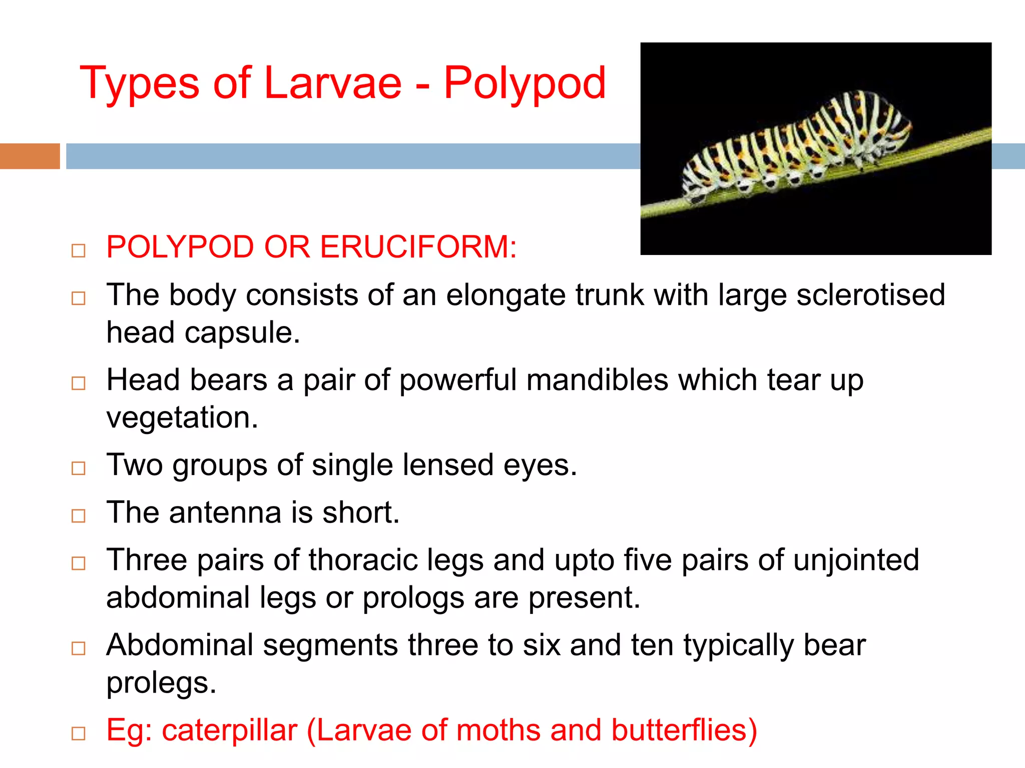 Insect metamorphosis | PPTX