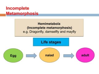 Insect metamorphosis | PPTX