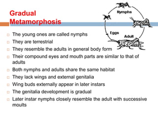 Insect metamorphosis | PPTX