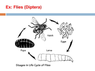 Strepsiptera Life Cycle