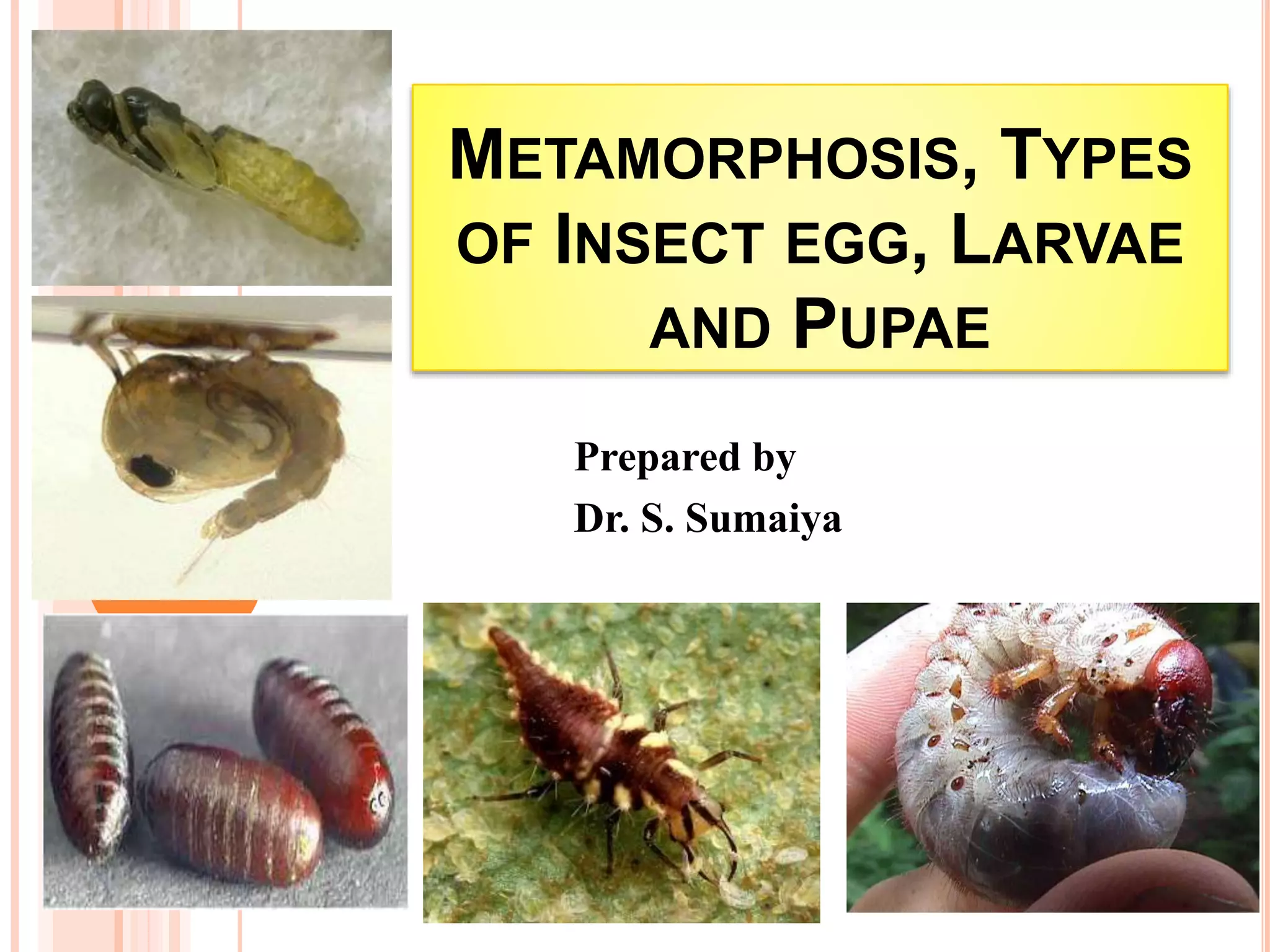 Insect metamorphosis | PPTX