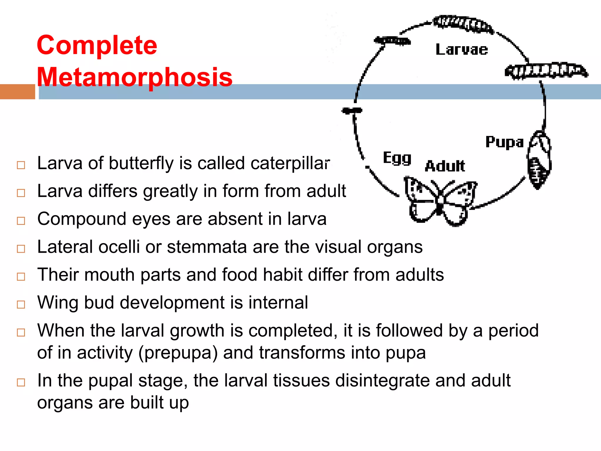 Insect metamorphosis | PPTX