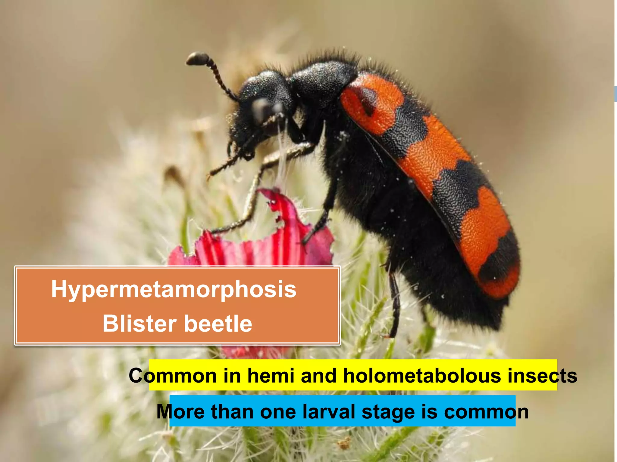 Insect metamorphosis | PPTX