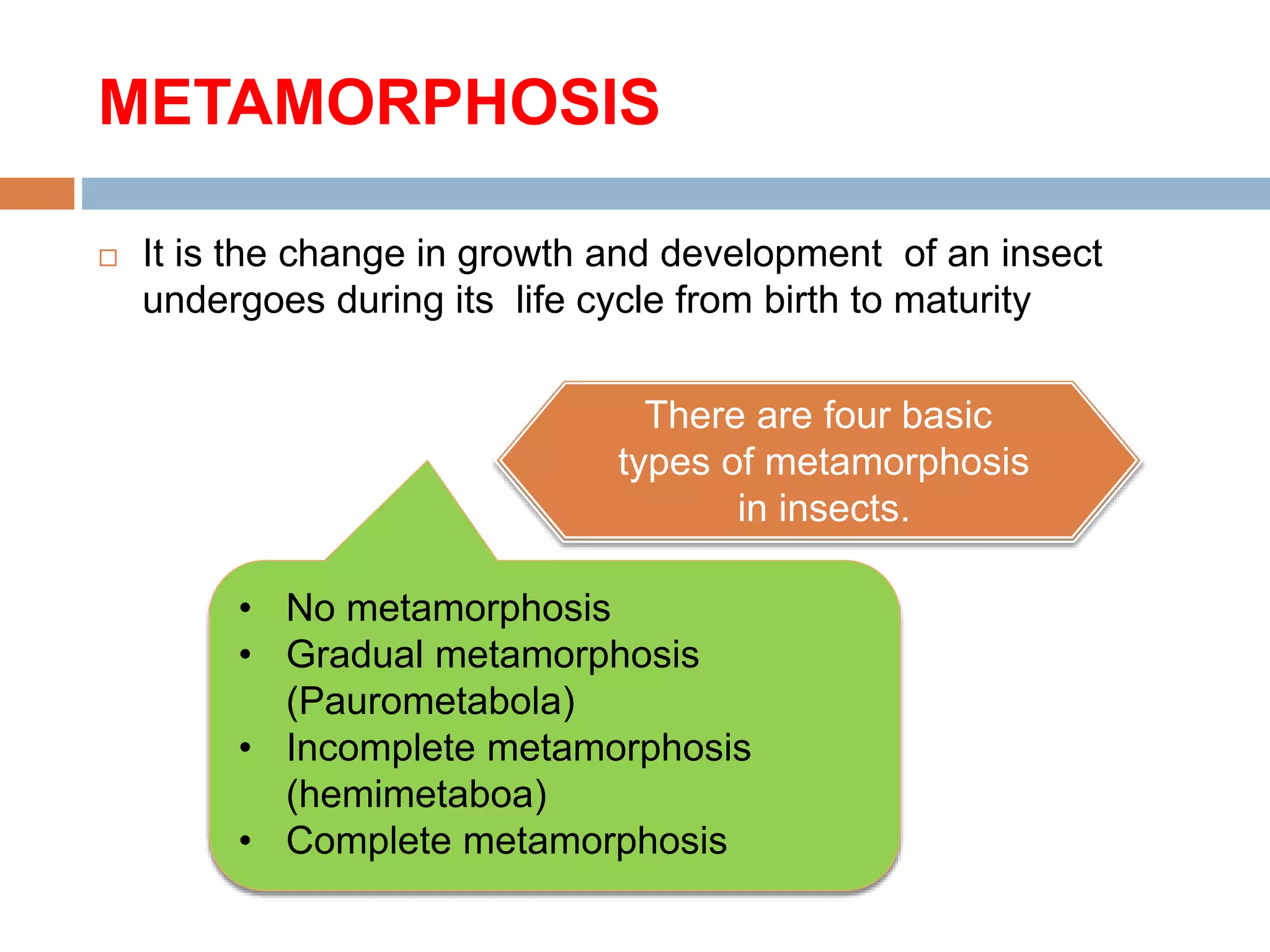 Insect metamorphosis | PPTX
