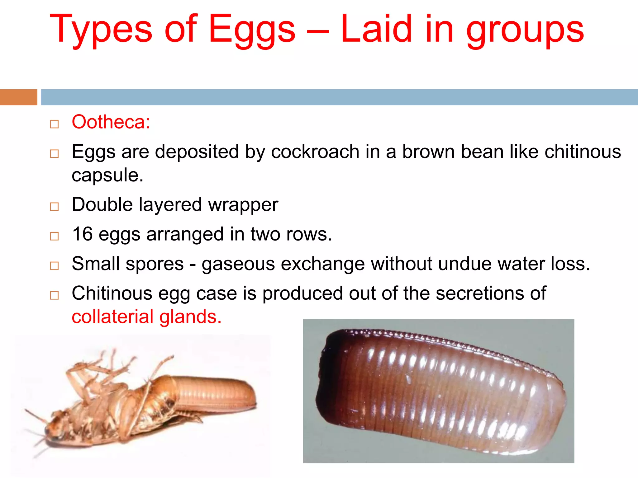 Insect metamorphosis | PPTX