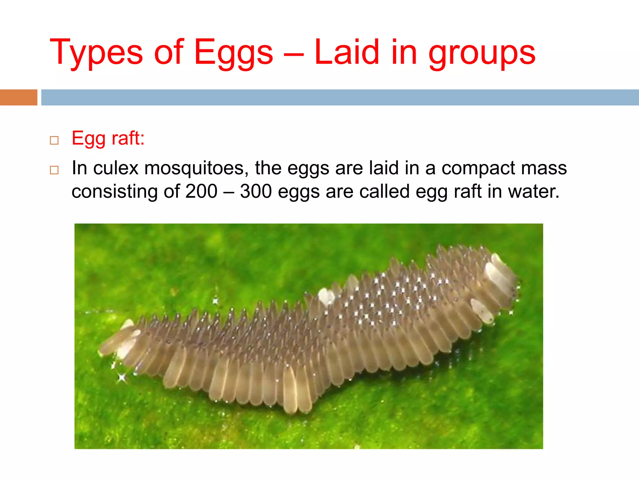 Insect metamorphosis | PPTX