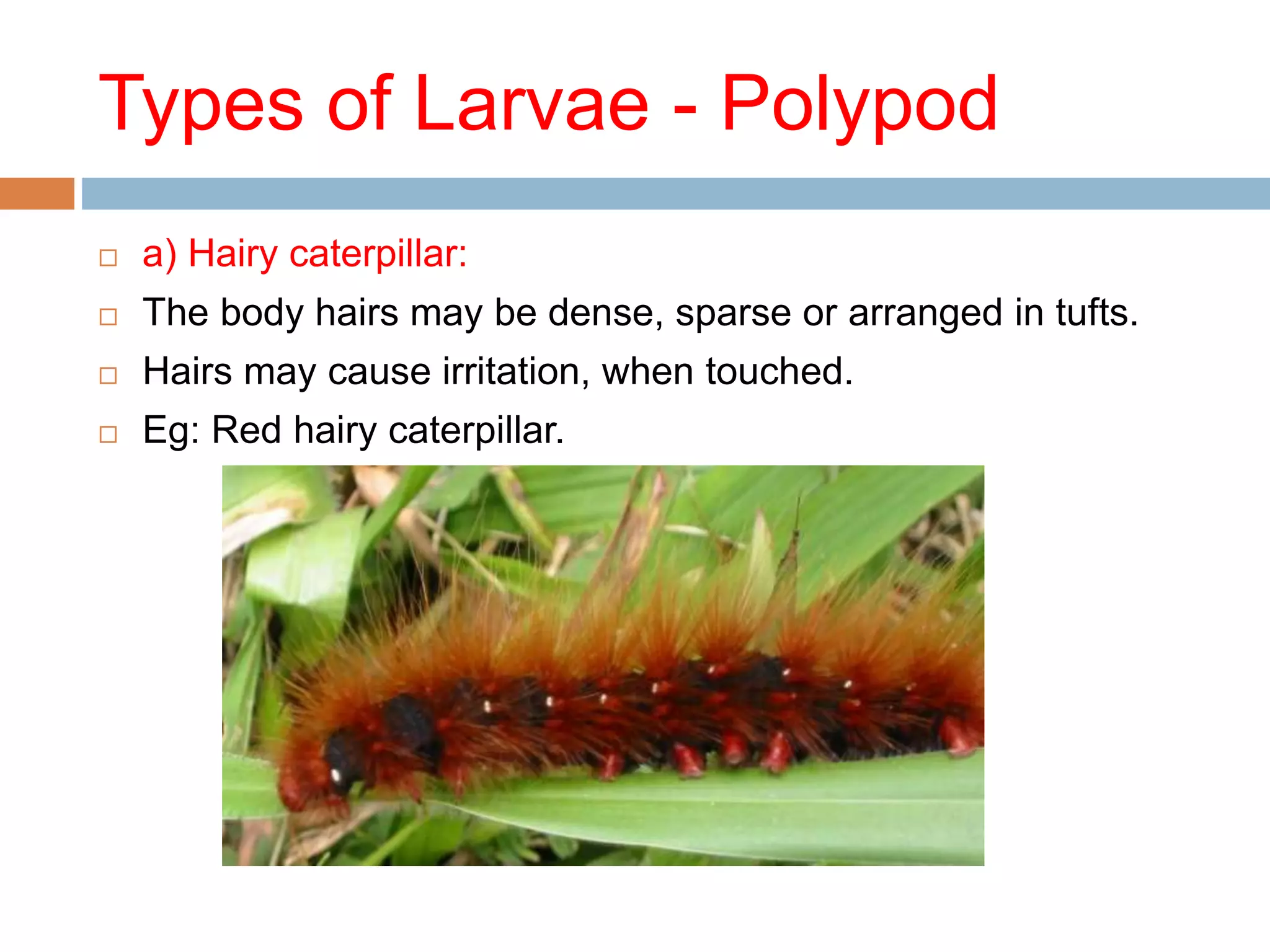 Insect metamorphosis | PPTX