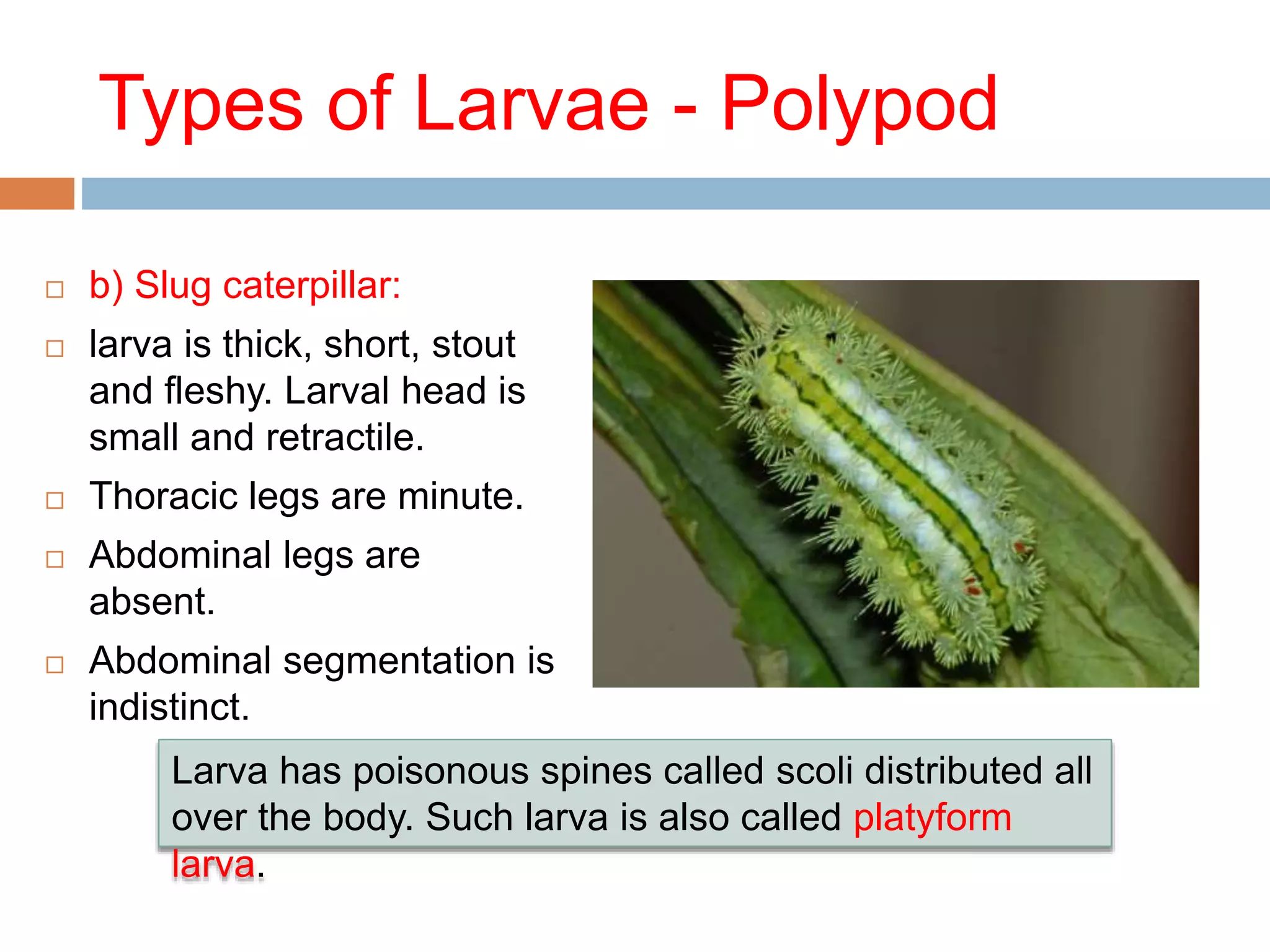Insect metamorphosis | PPTX