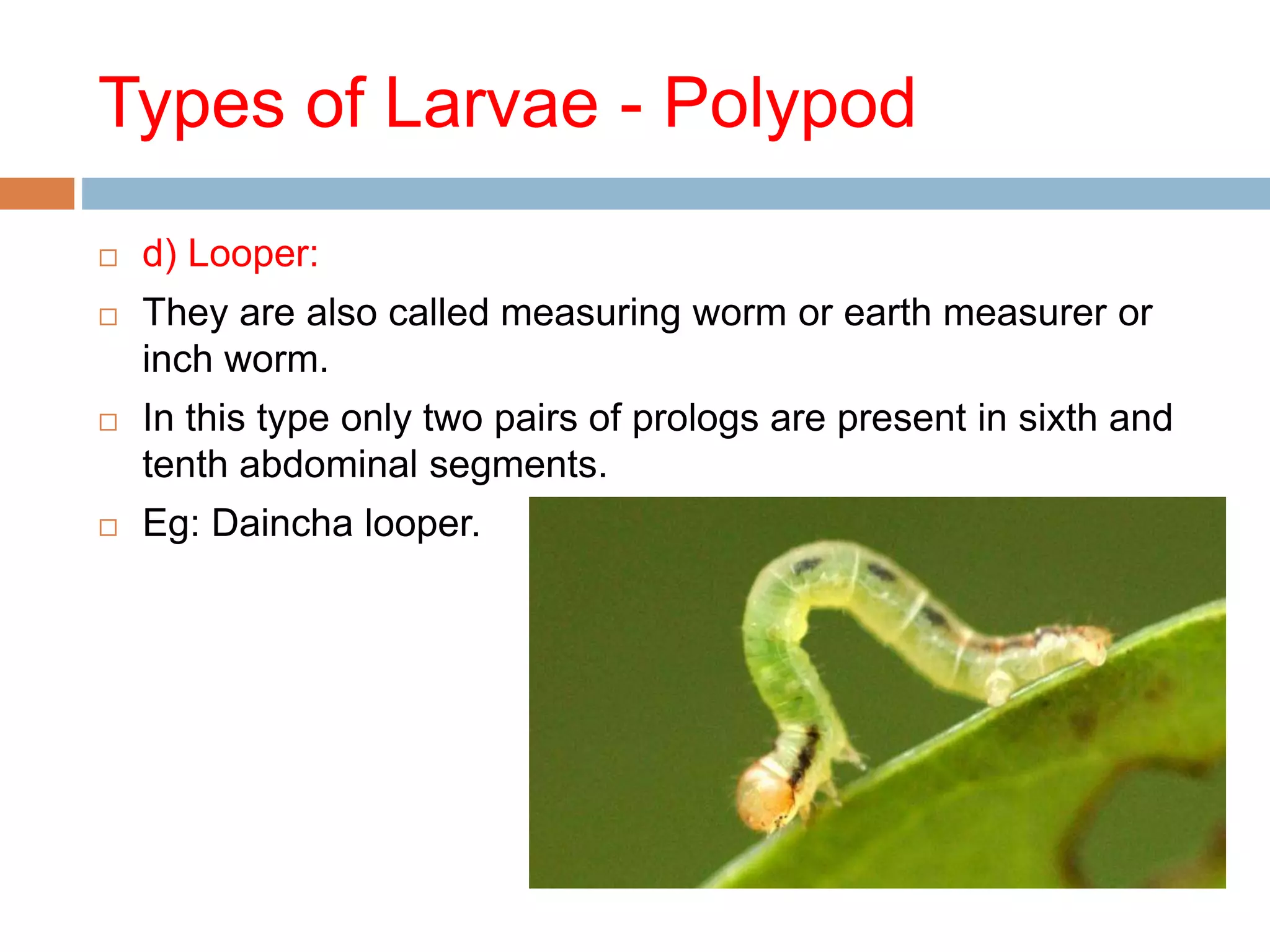 Insect metamorphosis | PPTX