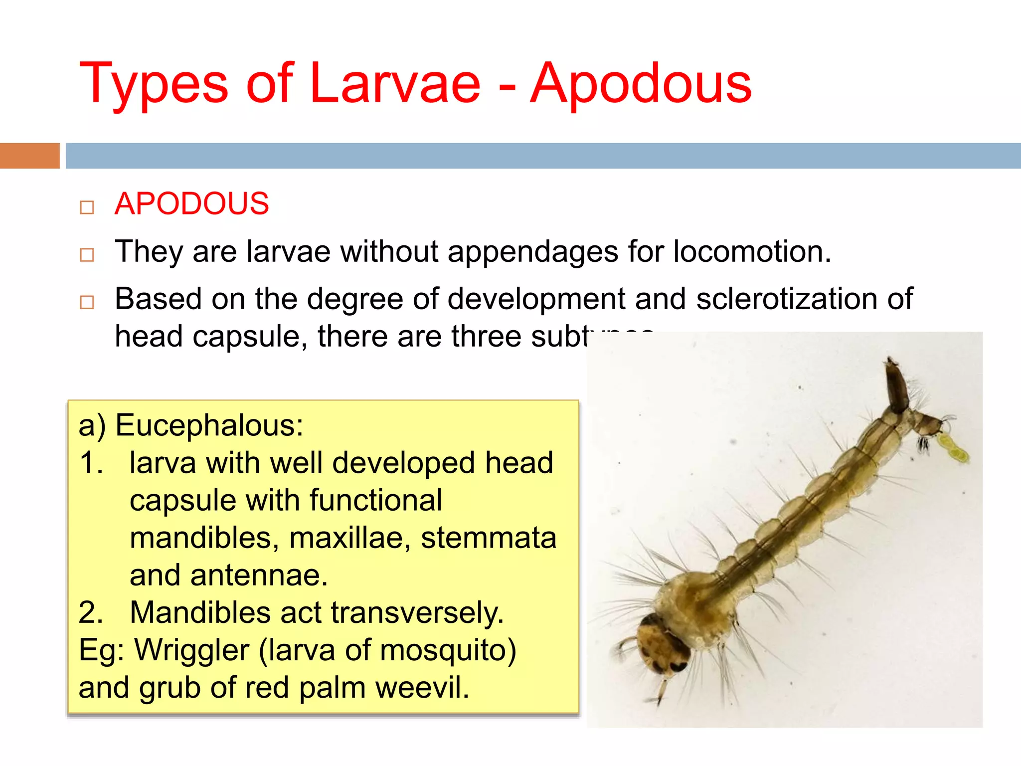Insect metamorphosis | PPTX