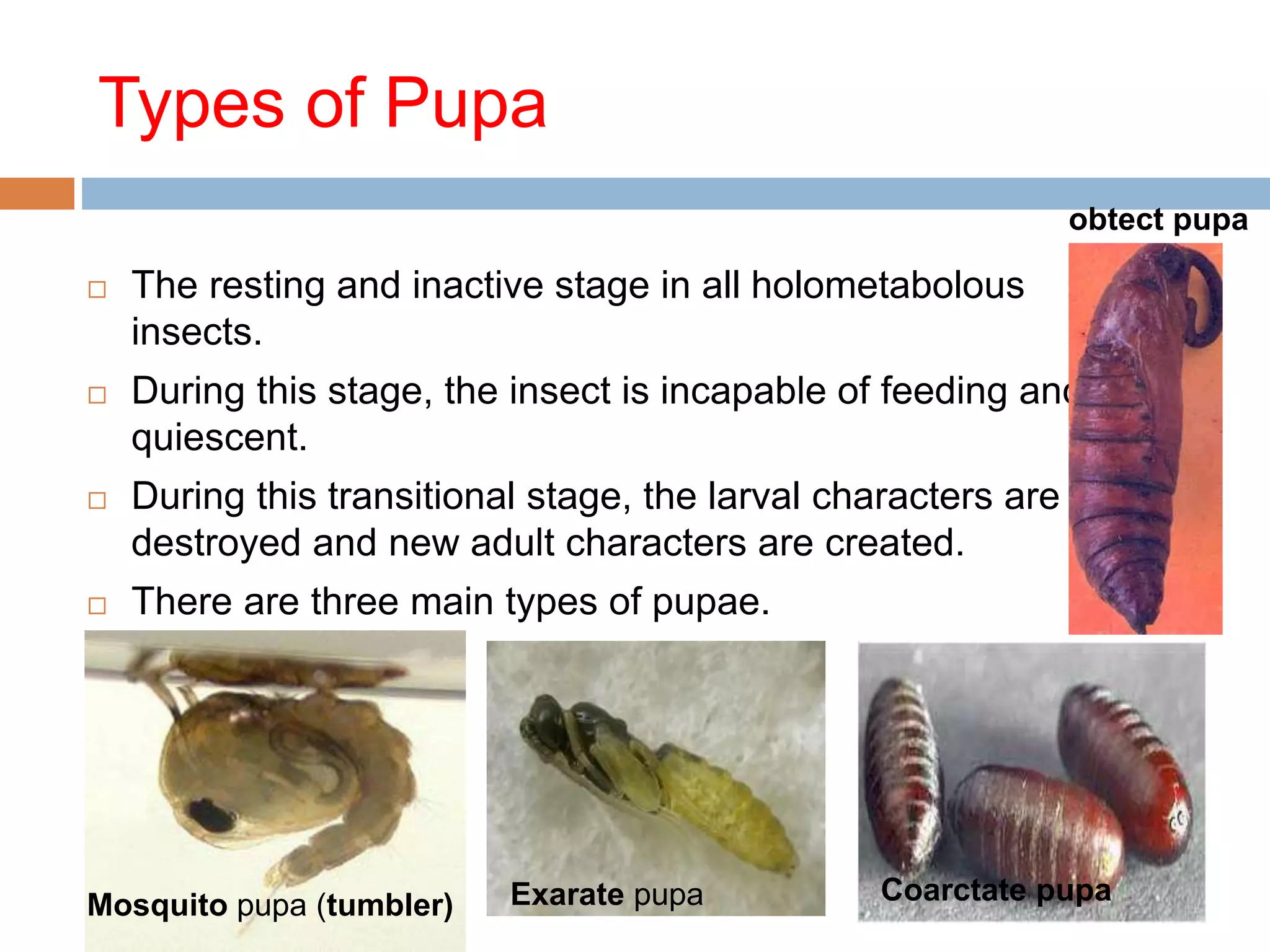 Insect metamorphosis | PPTX