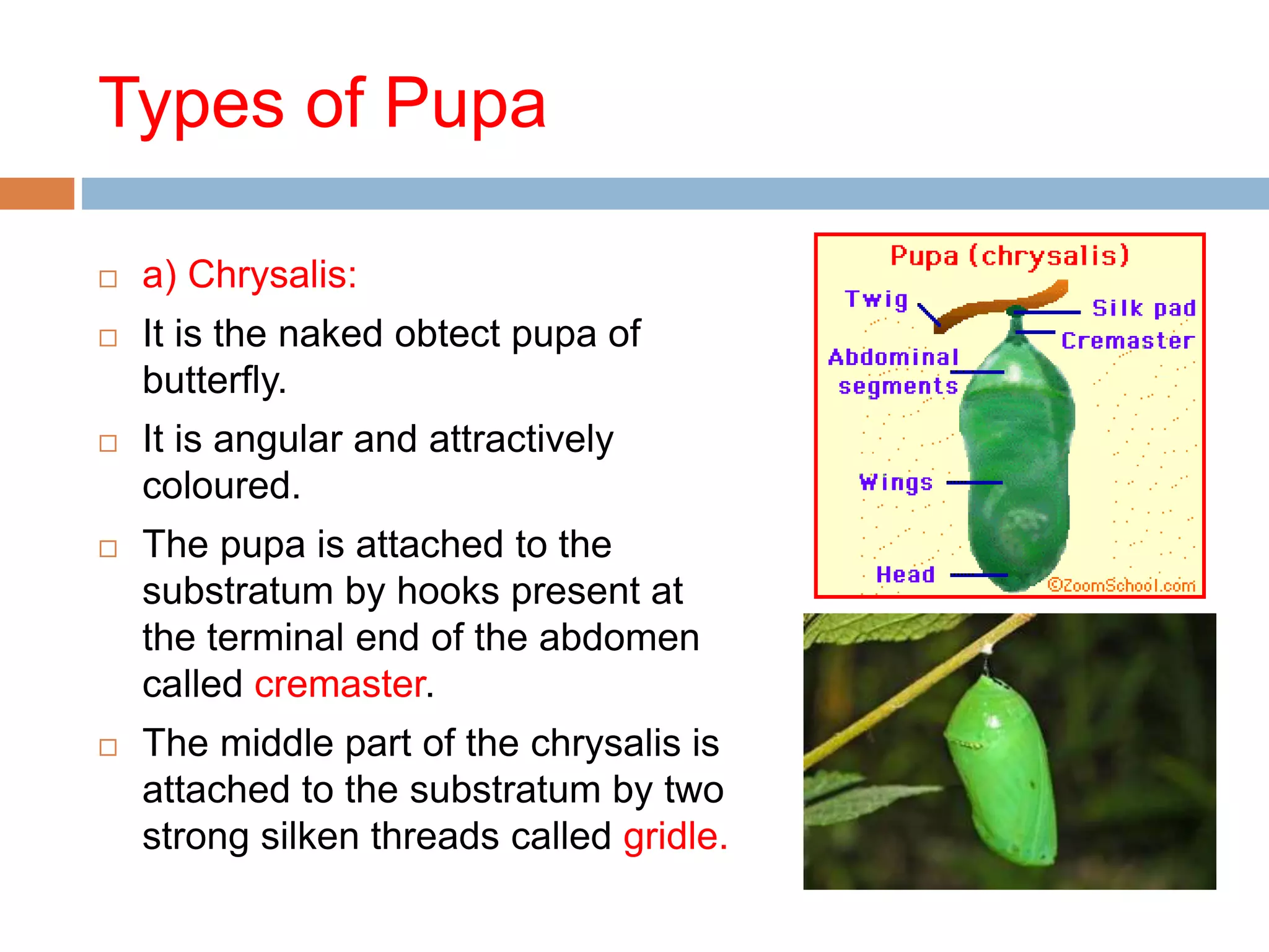 Insect metamorphosis | PPTX
