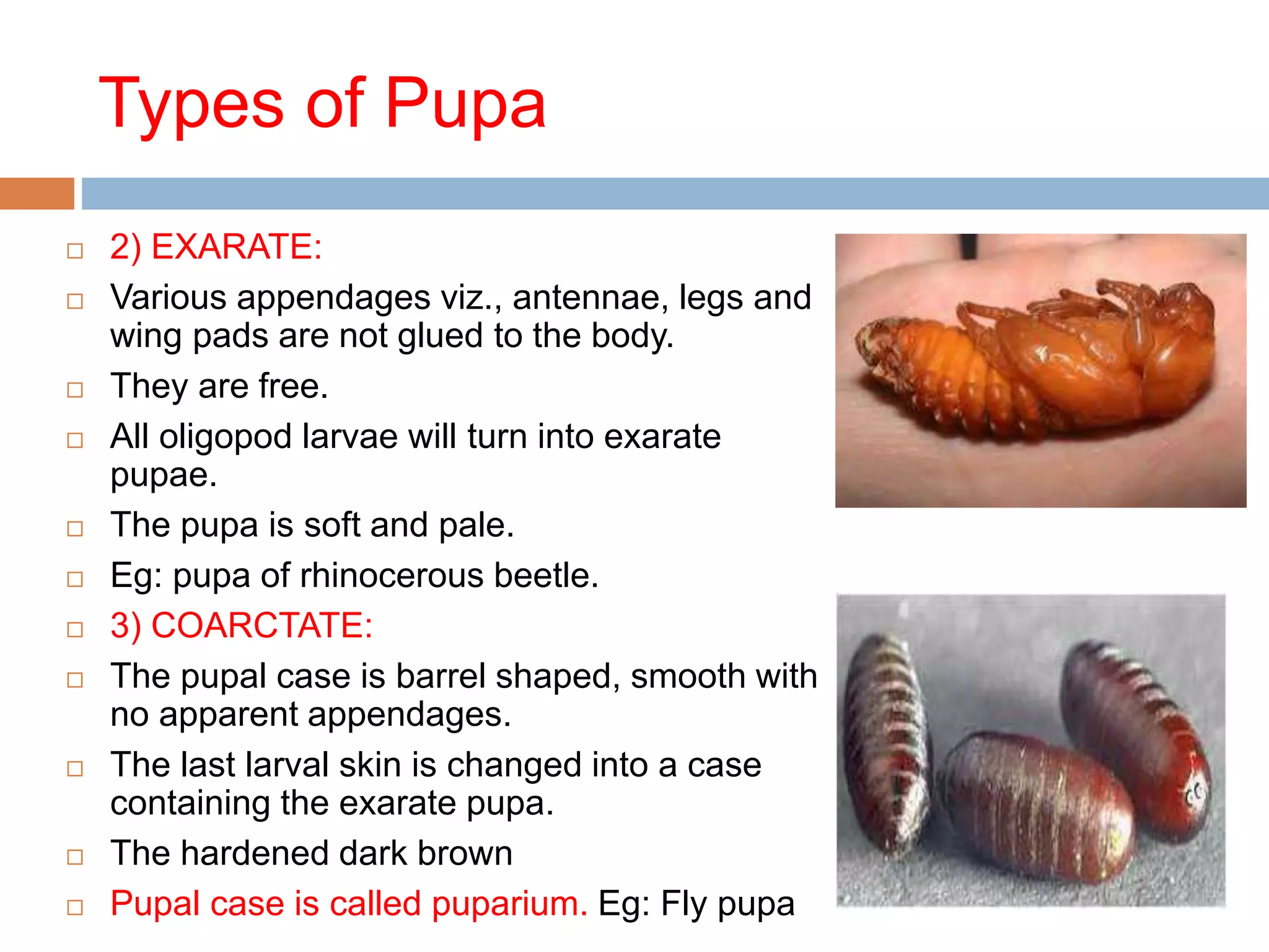 Insect metamorphosis | PPTX