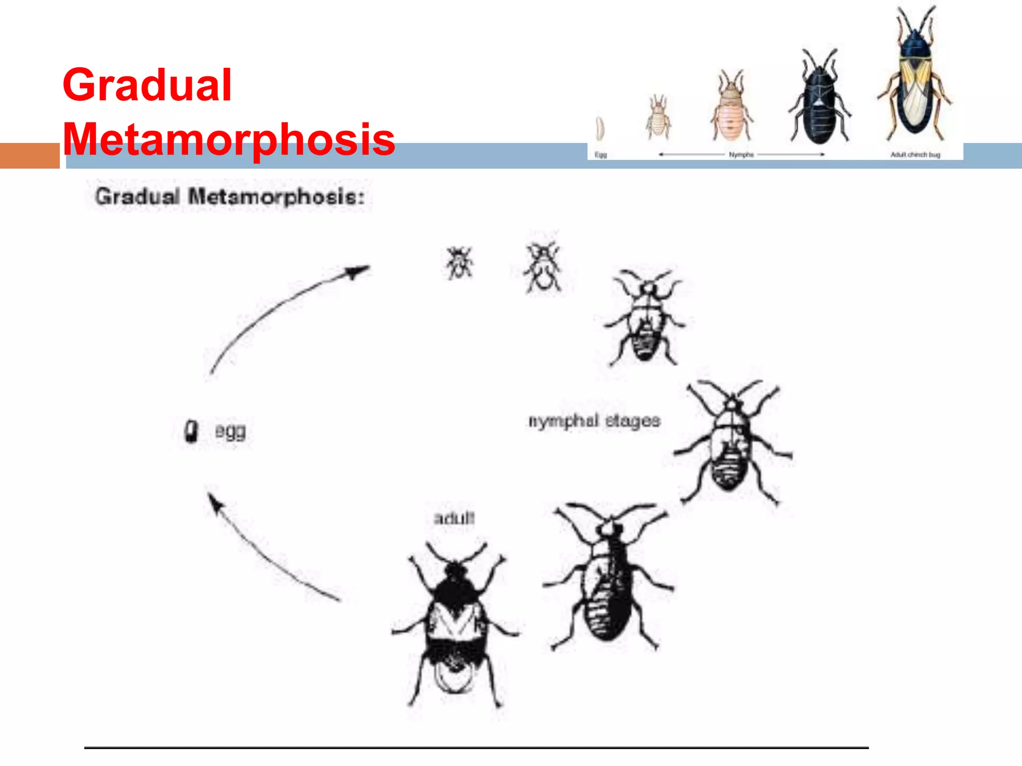 Insect metamorphosis | PPTX