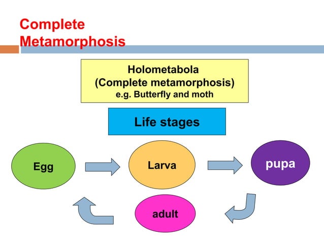 Insect metamorphosis | PPTX