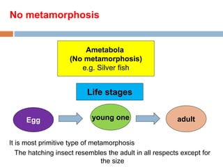 Insect metamorphosis | PPTX