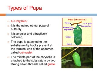 Insect metamorphosis | PPTX