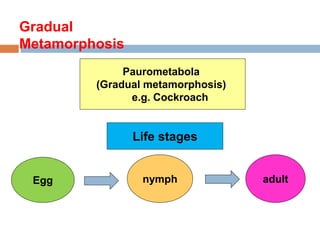 Insect metamorphosis | PPTX