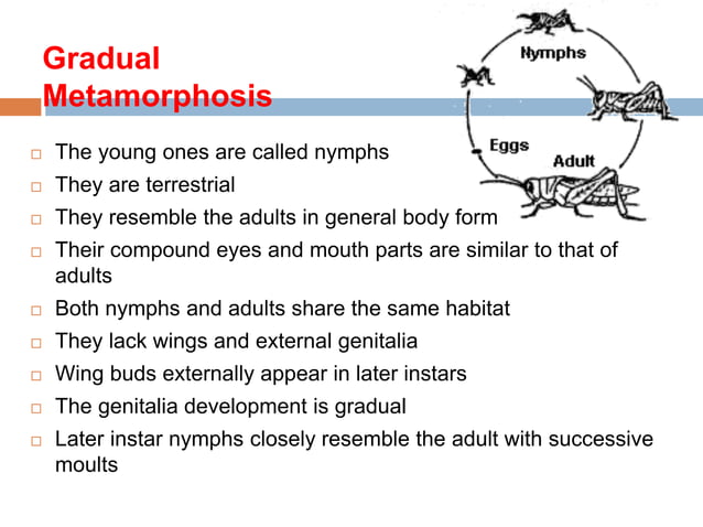Insect metamorphosis | PPTX