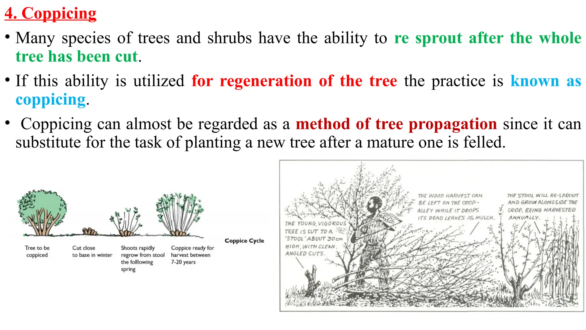 Lecture 8-Management of trees in Agroforestry system.pptx