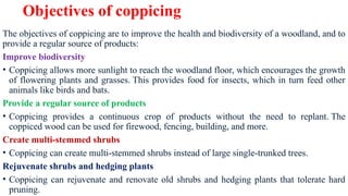Lecture 8-Management of trees in Agroforestry system.pptx